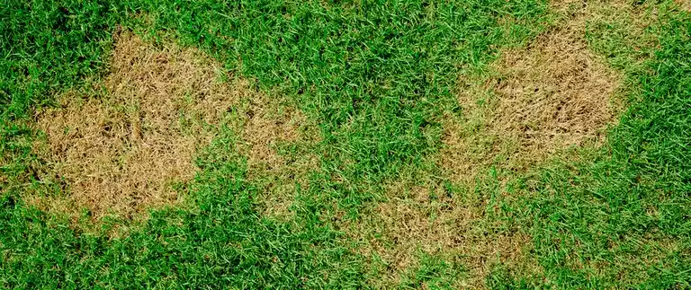 Grass Colors and What They Mean | Grasshopper