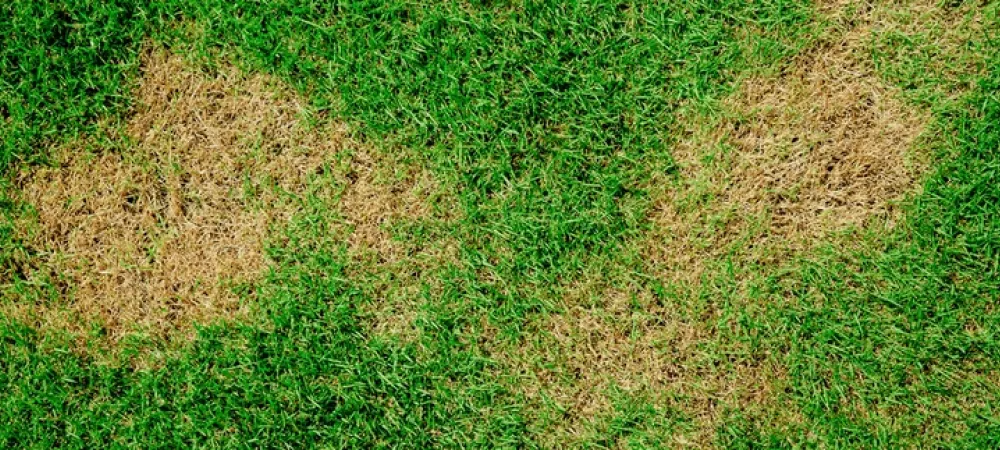 Common Lawn Diseases | Grasshopper Lawns